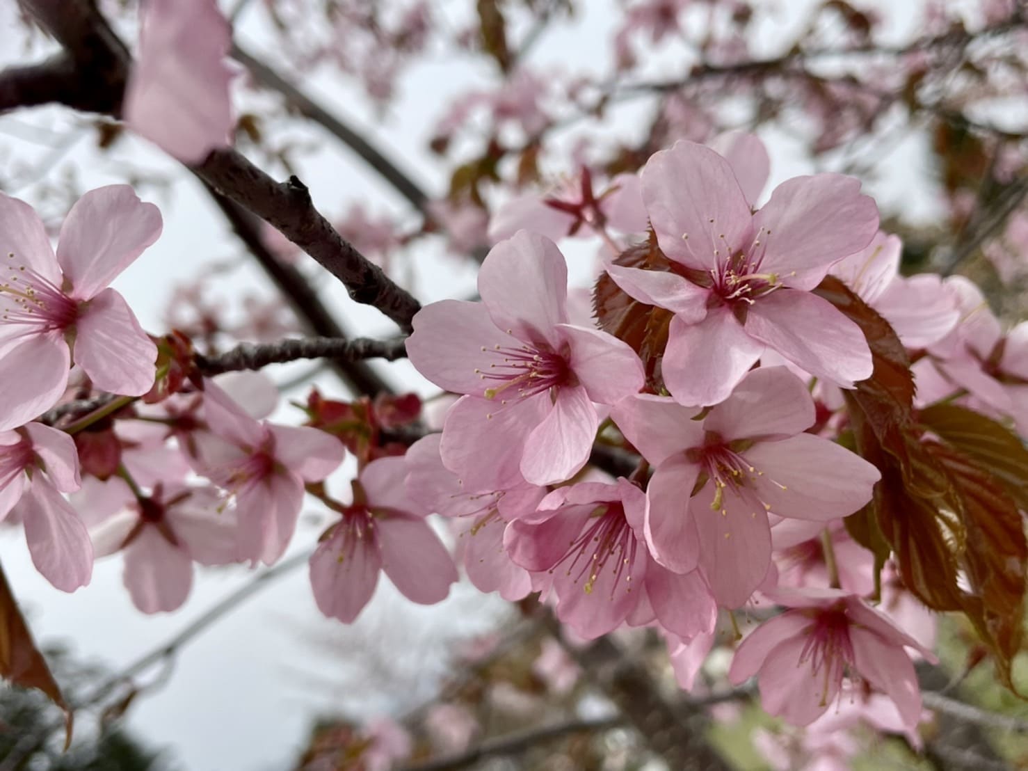 【ノーコードで実現】URLを自動で短縮し、Microsoft Excelに記録・管理する方法 | Yoom